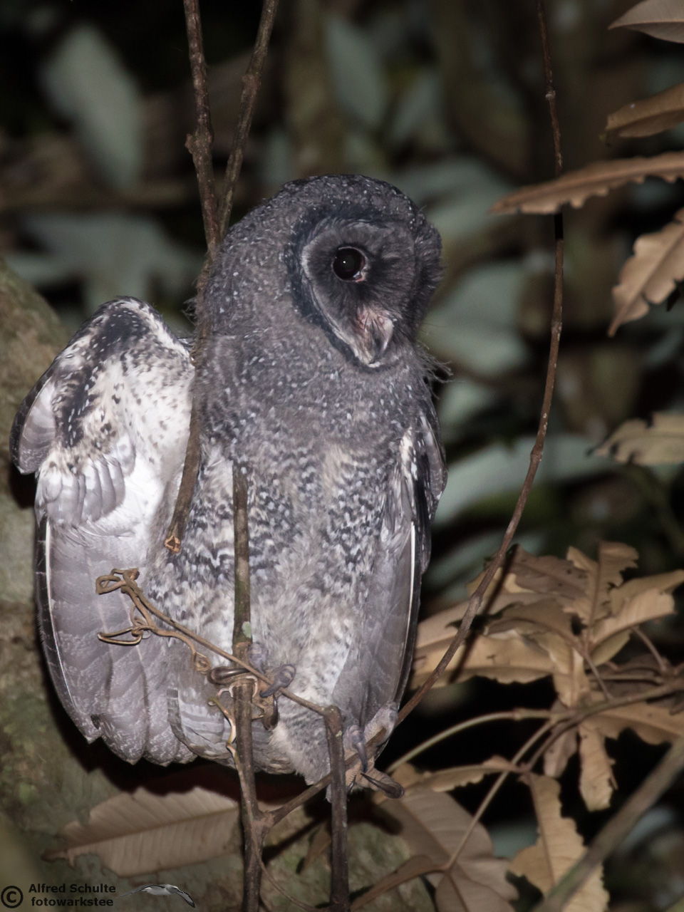 Lesser Sooty Owl - Tyto multipunctata - Alfred Schulte