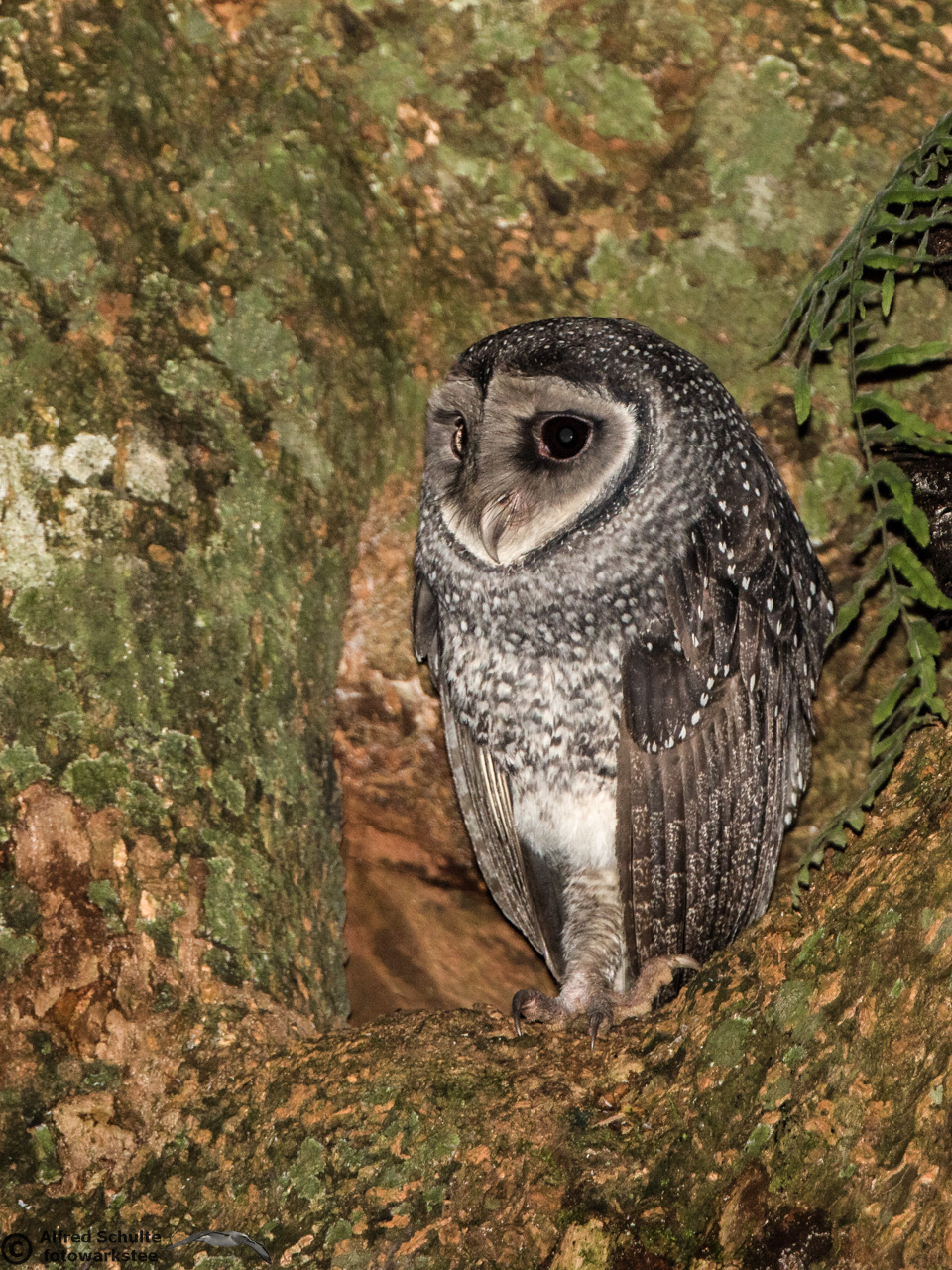 Lesser Sooty Owl - Tyto multipunctata - Alfred Schulte